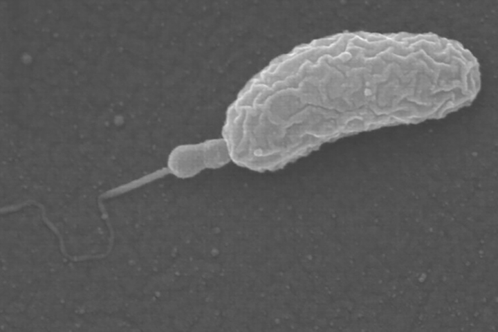 National MagLab - MagLab